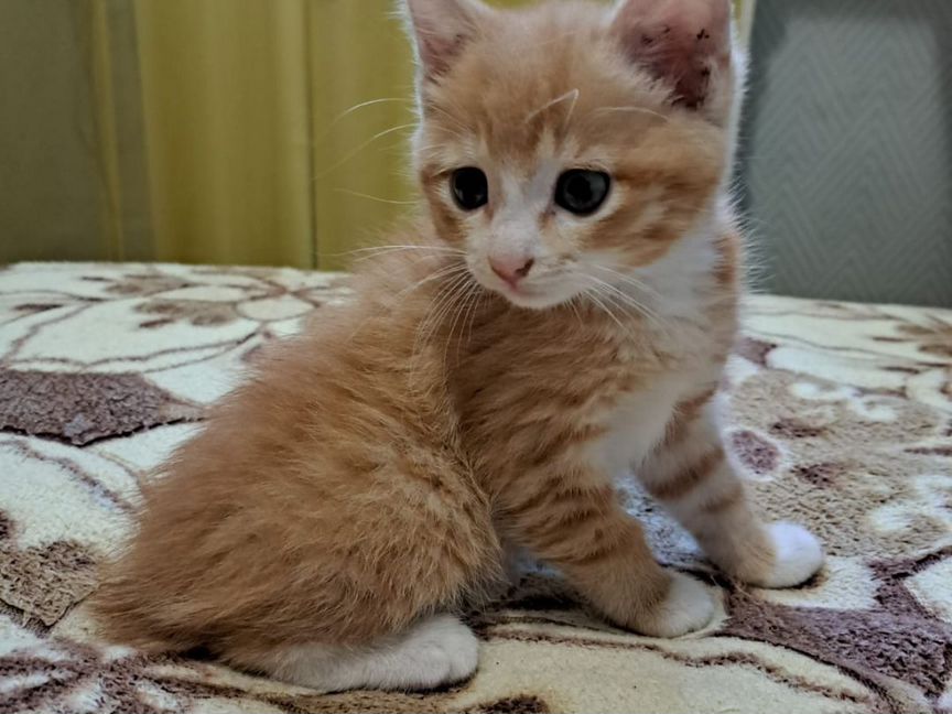 Отдадим котят в добрые руки