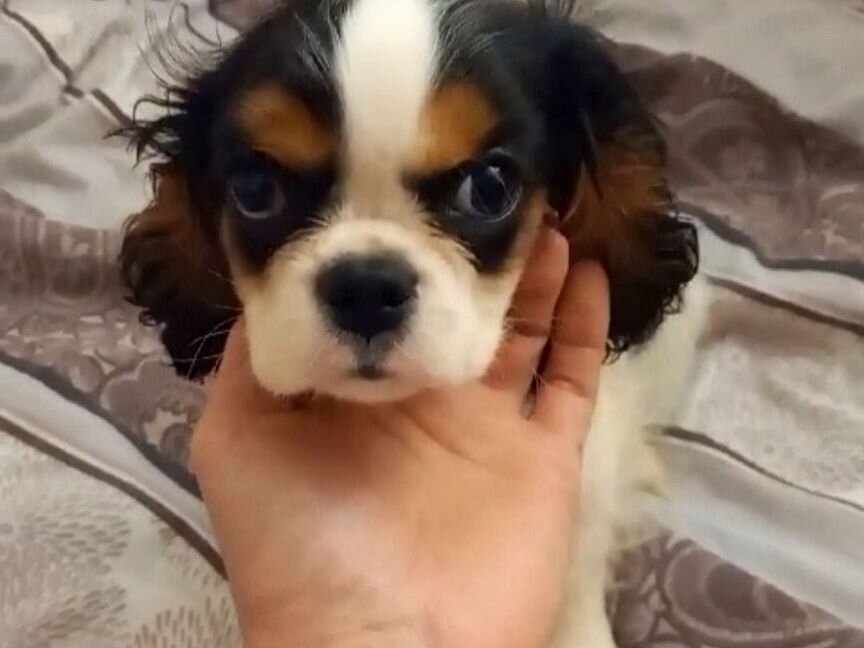 Кавалер кинг чарльз спаниель