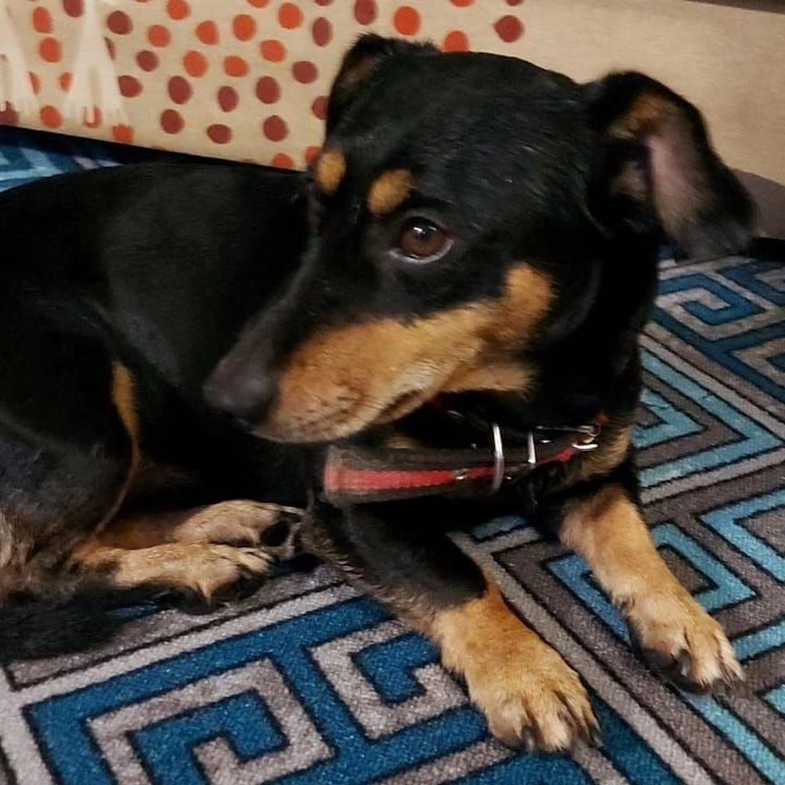 Найдена Такса