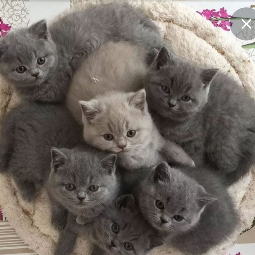Британские котята