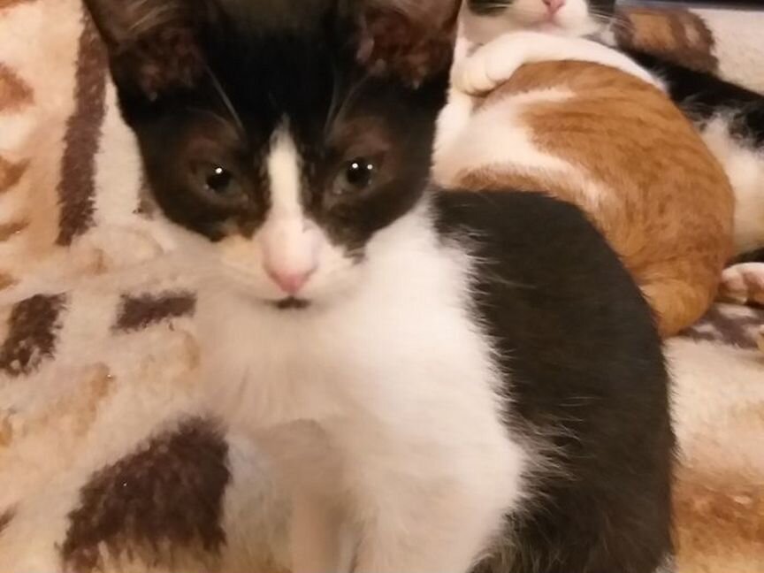 Подросшие котята, помошники в доме