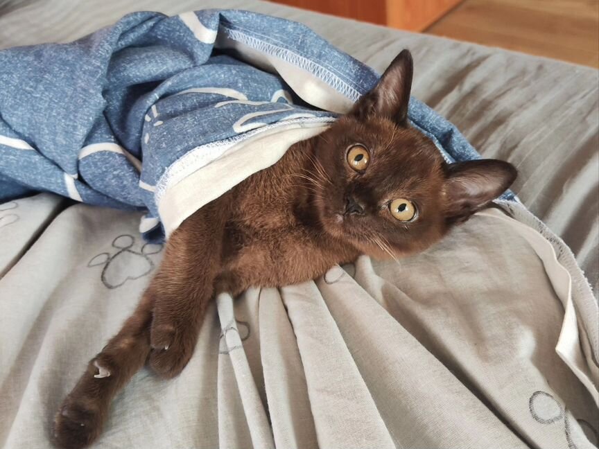 Бурманские котята