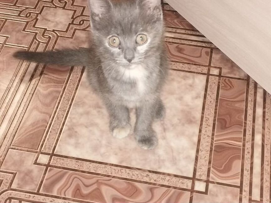 Кошечка шотландка