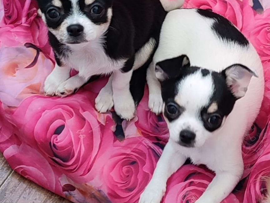 Гладкошёрстные девочки длинношёрстные мальчики