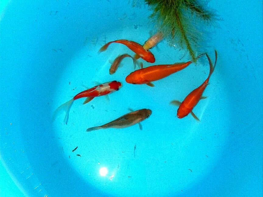 Золотая рыбка