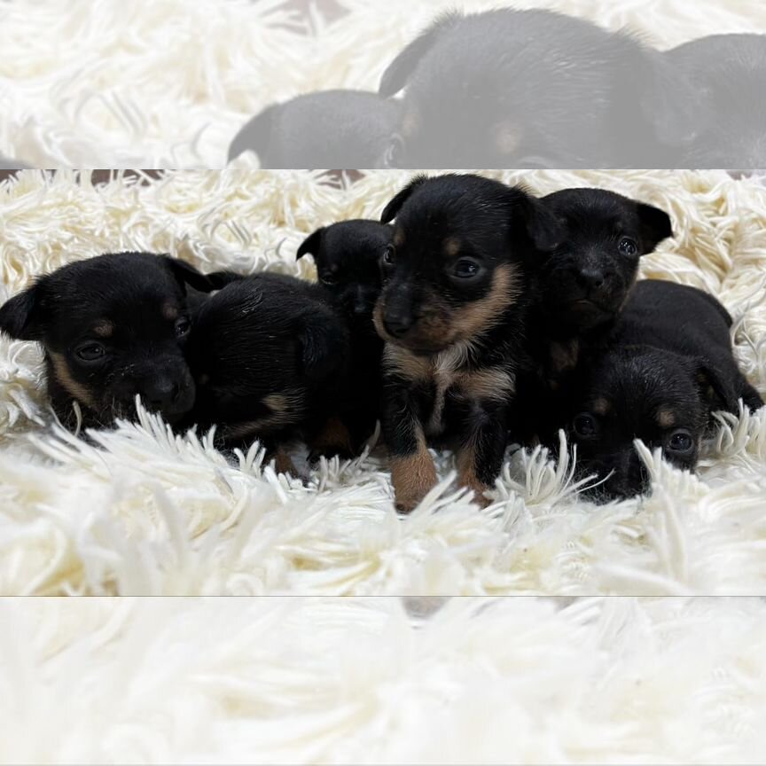 Русский той-терьер, щенок