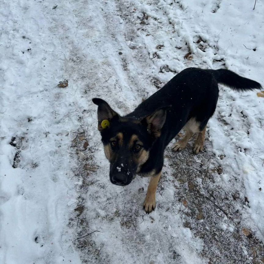 Собачка ищет дом