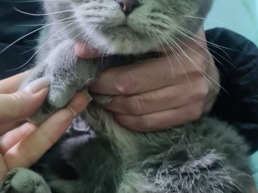 Шотландская вислоухая кошка забрали с улицы