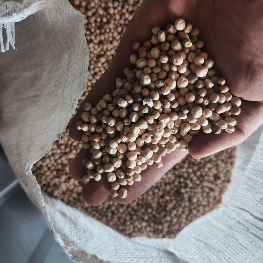 Горох кормовой