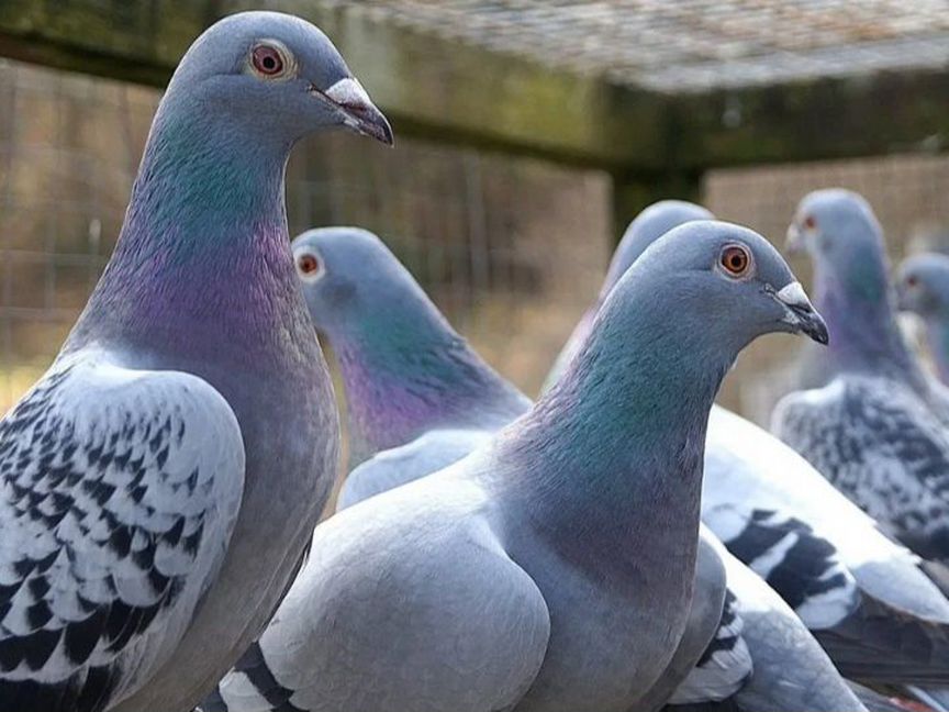 Спортивные голуби