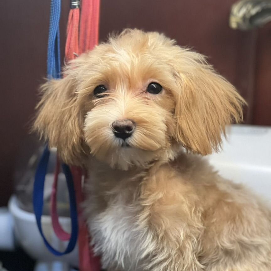 Опупительная мальтипу ф1