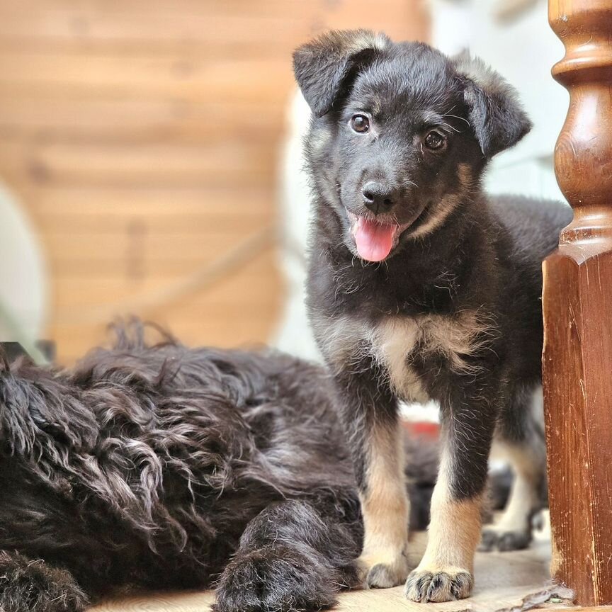Щенок Шеба 2 мес. Не большая. В дом или квартиру