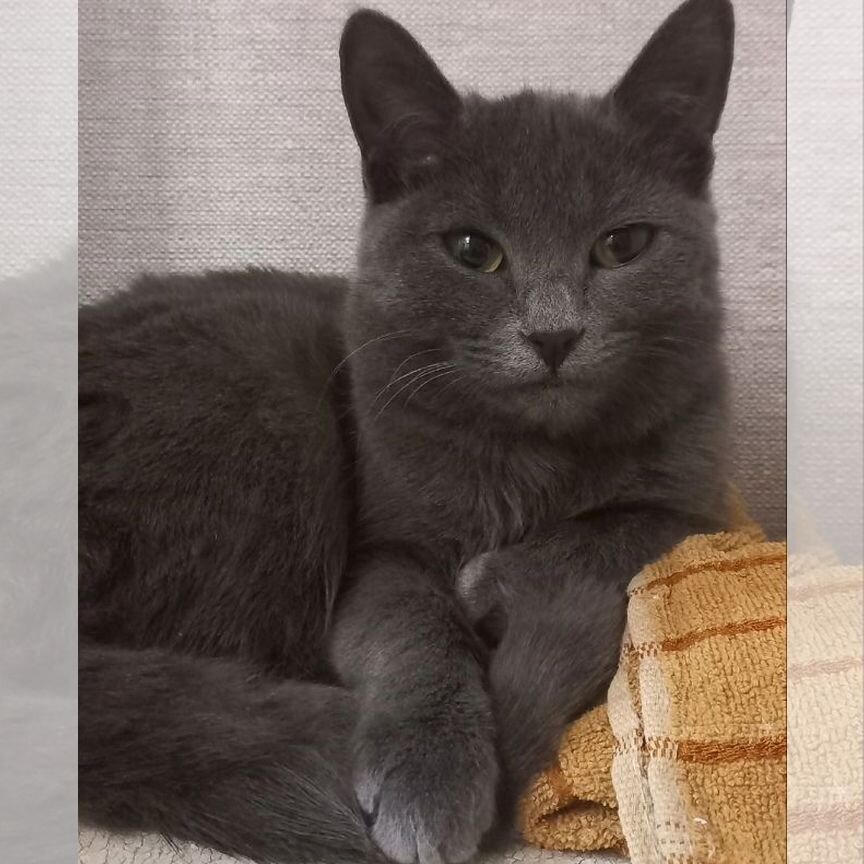Отдам в добрые руки, кот и кошечка