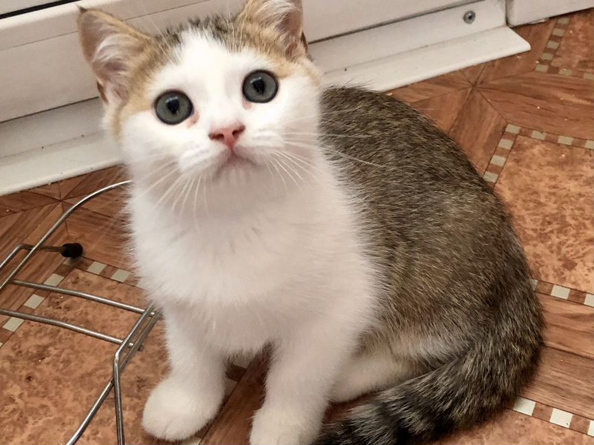 Шотландский котенок