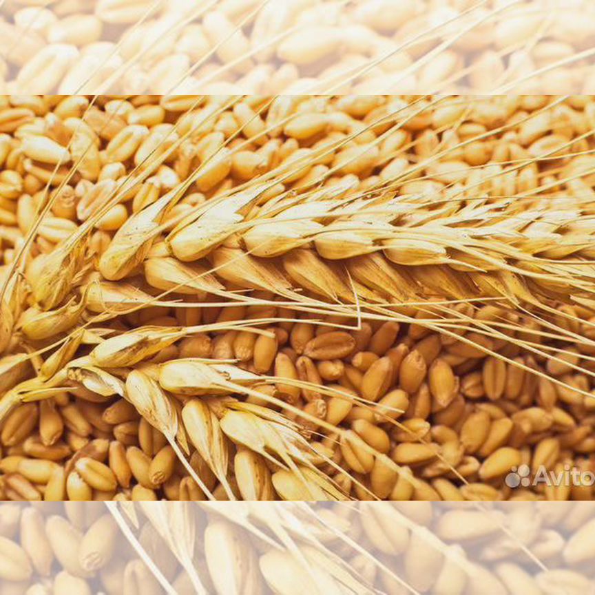 Продам зерно ячмень/пшеница с доставкой