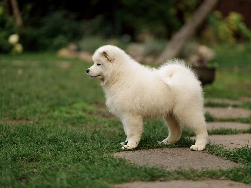 Супер красотка щенок самоеда