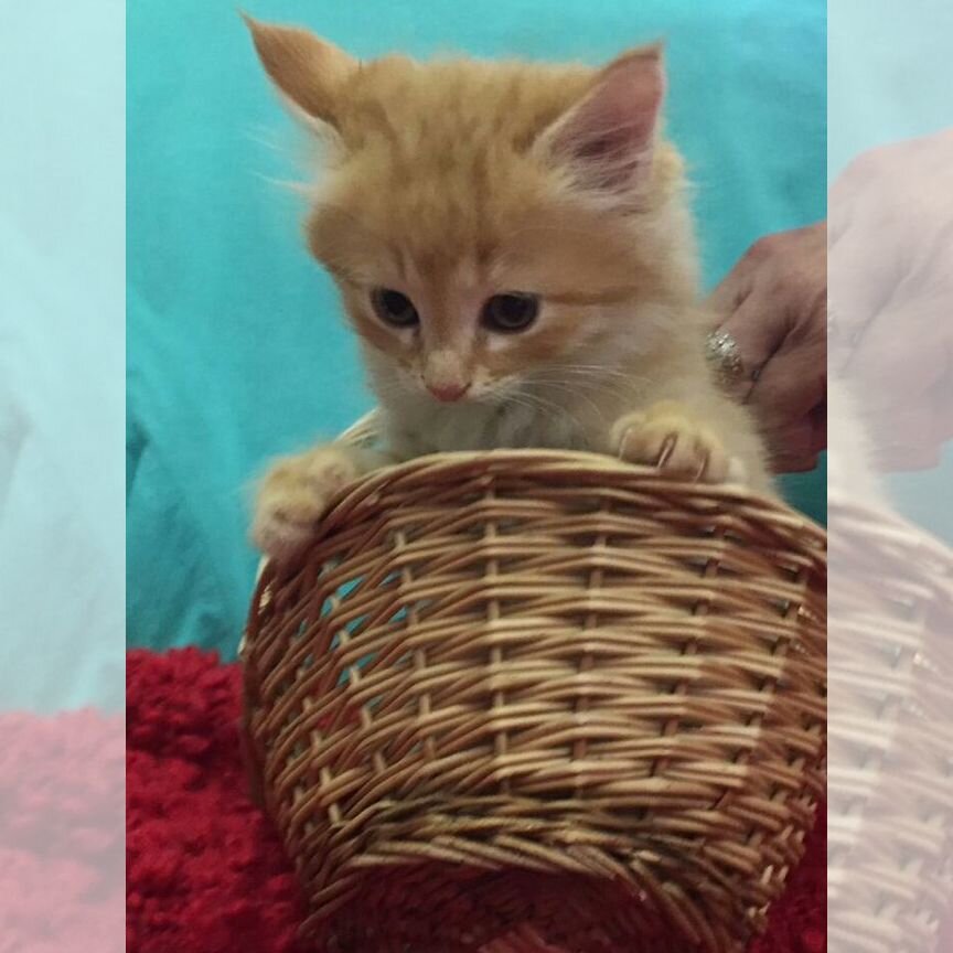Котенок Персик 1,5 мес