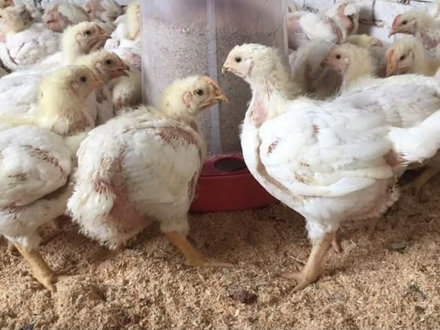 Бройлеры цеплята
