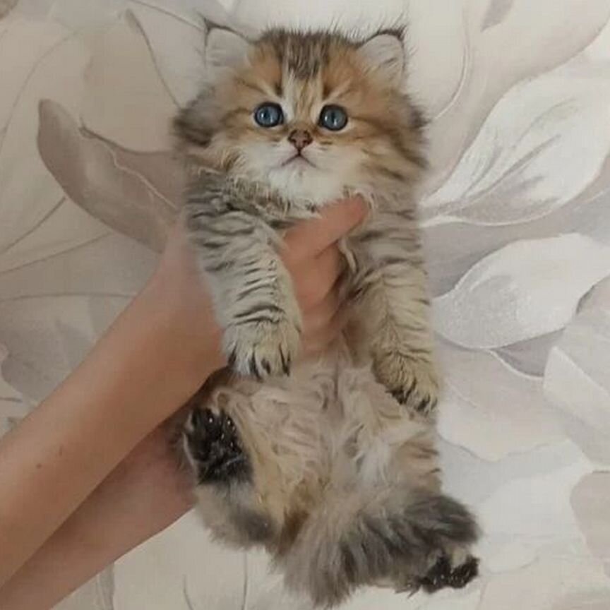 Британский длинношёрстный котёнок