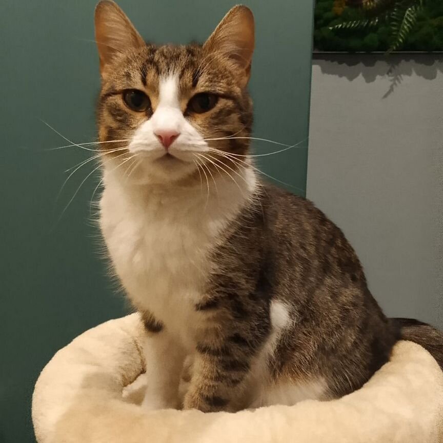 Взрослая, Девочка кошка в добрые руки