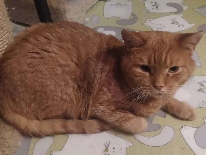 Кот в дар бесплатно