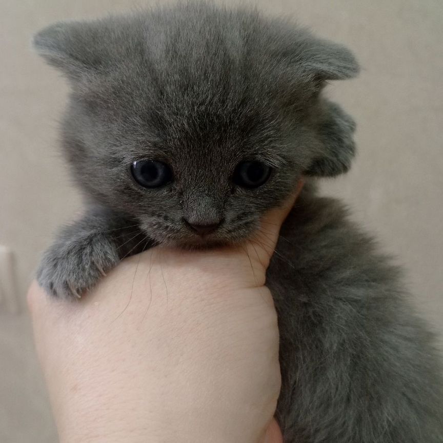 Шотландский вислоухий короткошёрстный котёнок