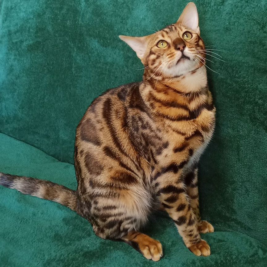 Бенгальская