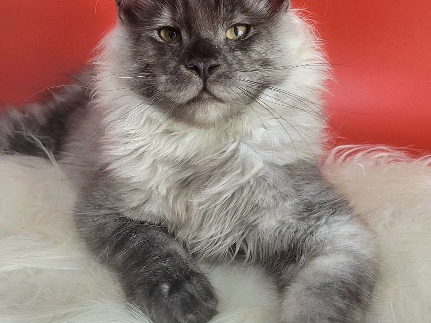 Мейн-кун размерный котик