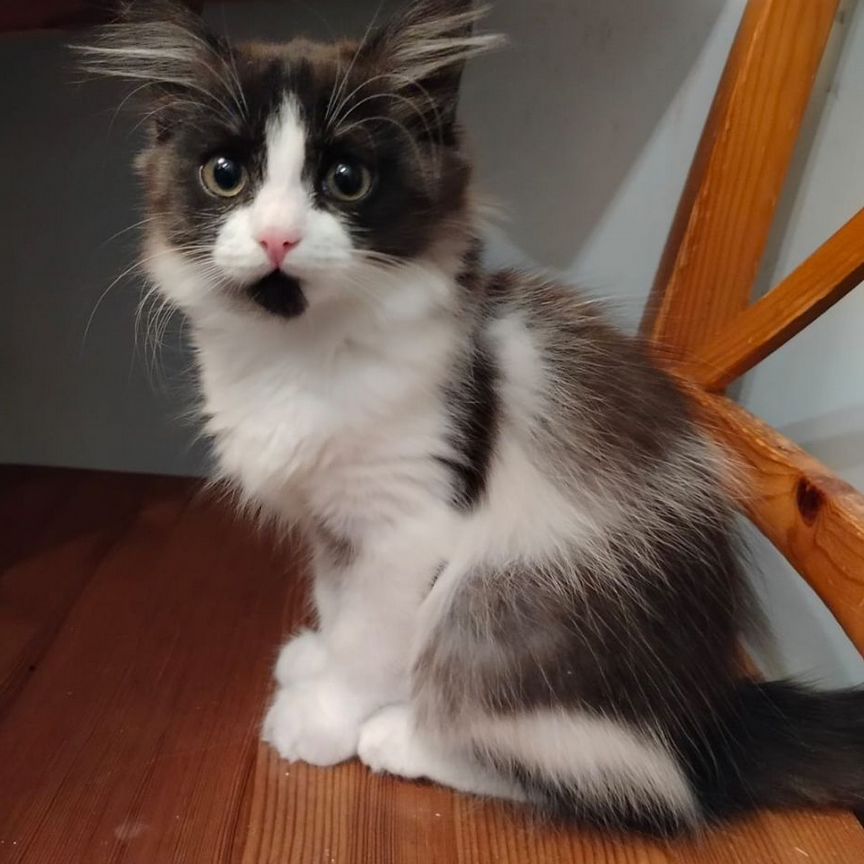Котёнок 2,5 месяца