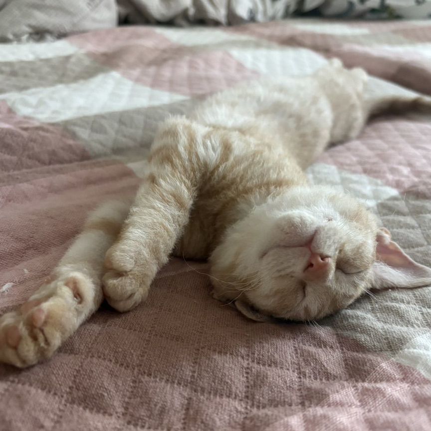 Донской сфинкс котёнок