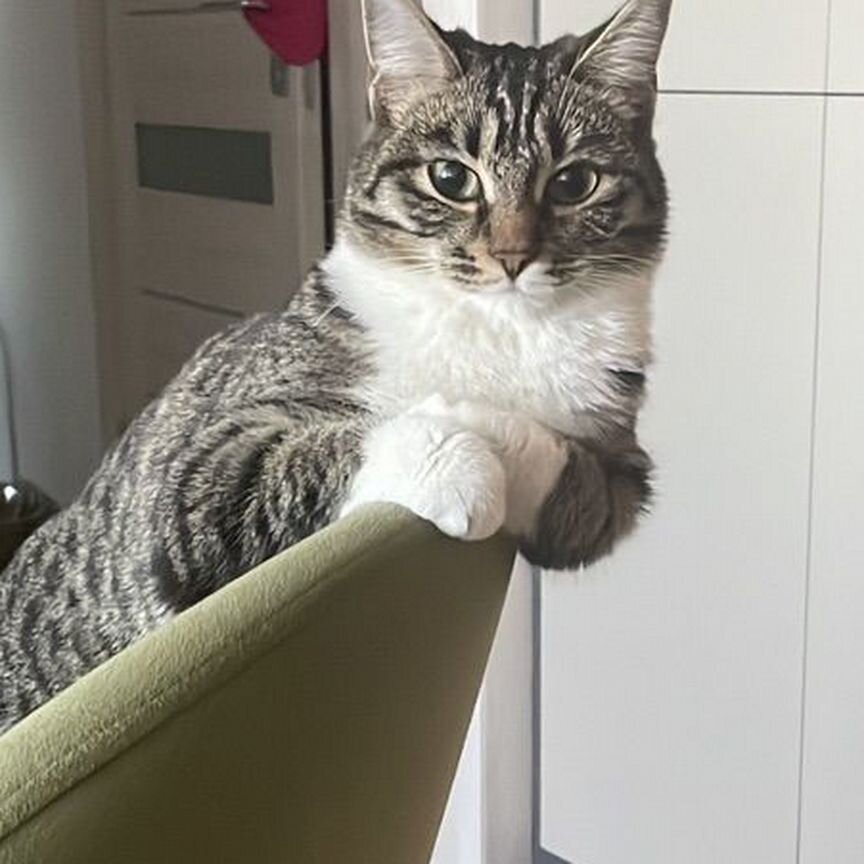 Ищем котика для вязки