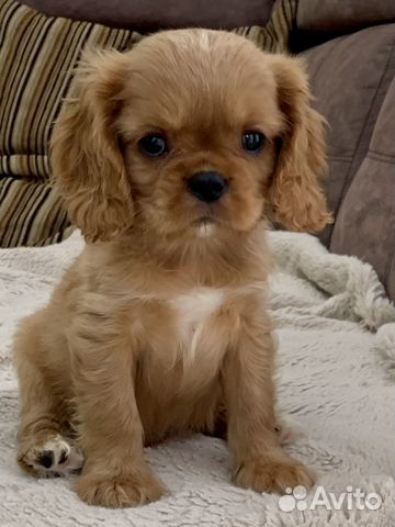 Кавалер рубиновый мальчик спаниель