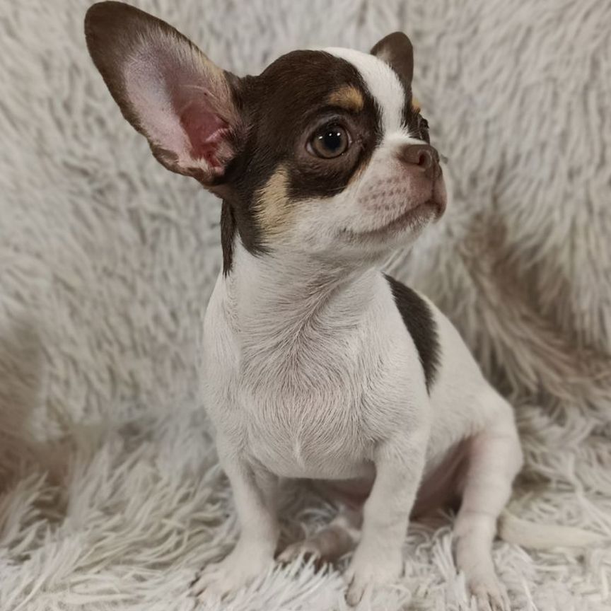 Чихуахуа, щенок