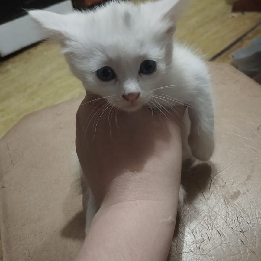 Отдам в добрые руки