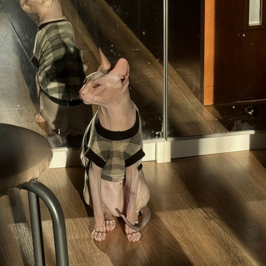 Донской сфинкс