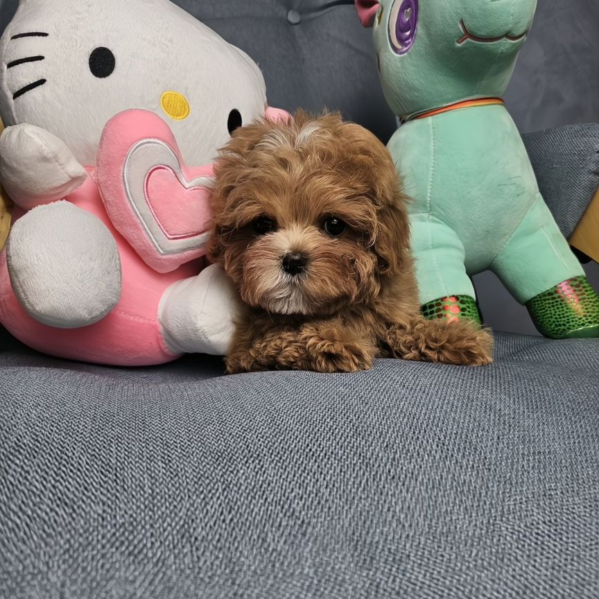 Мальтипу, щенок