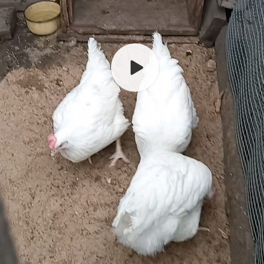 Куры несушки