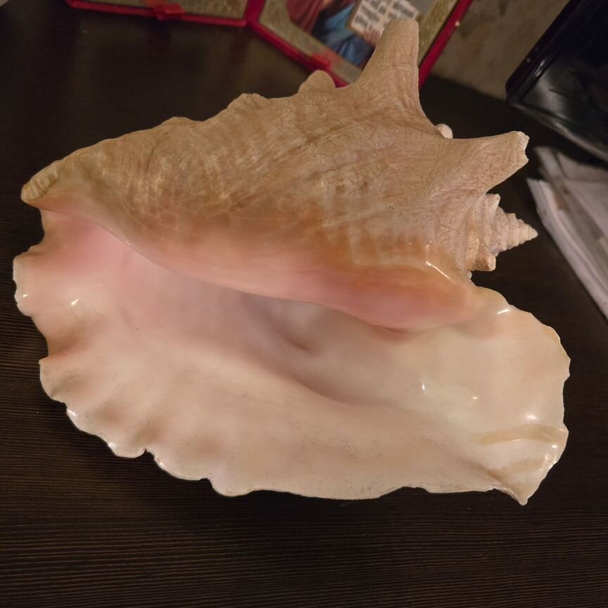 Ракушка морская большая