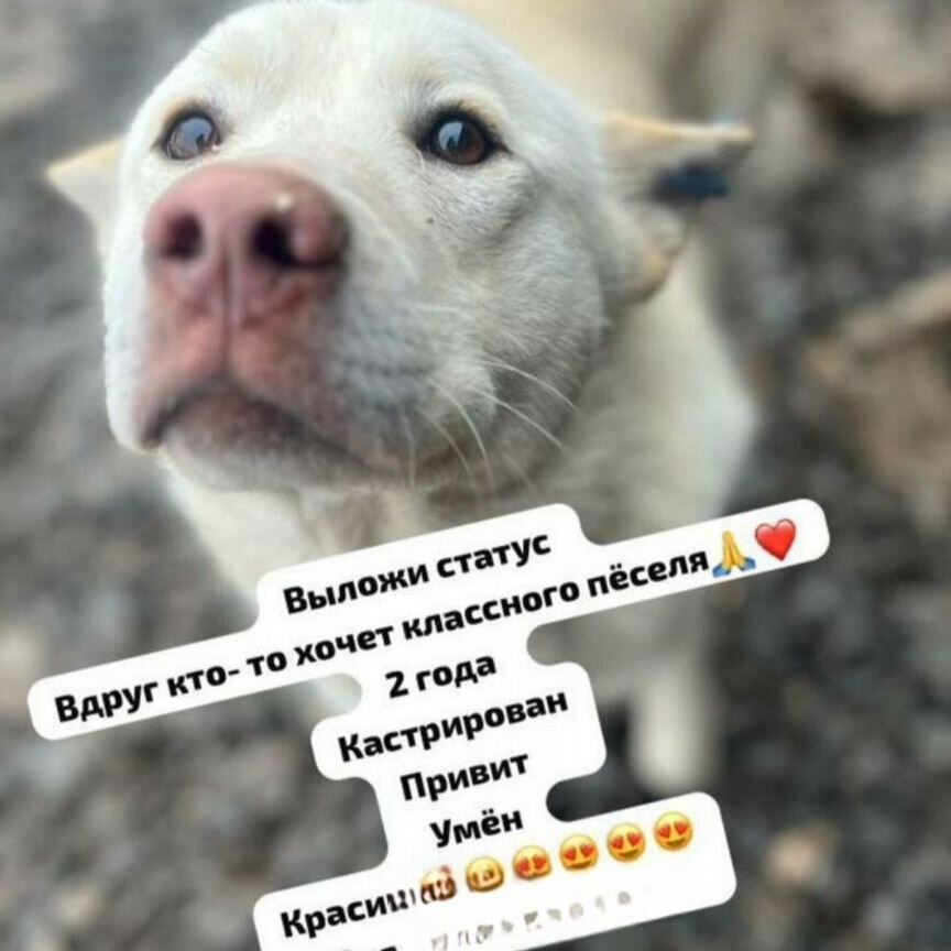 Собака в добрые руки