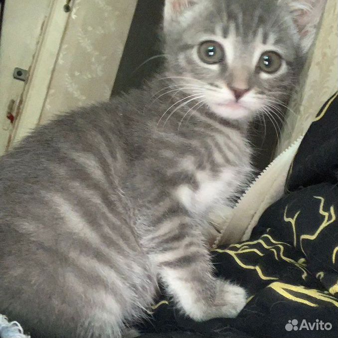 Домашние животные котёнок