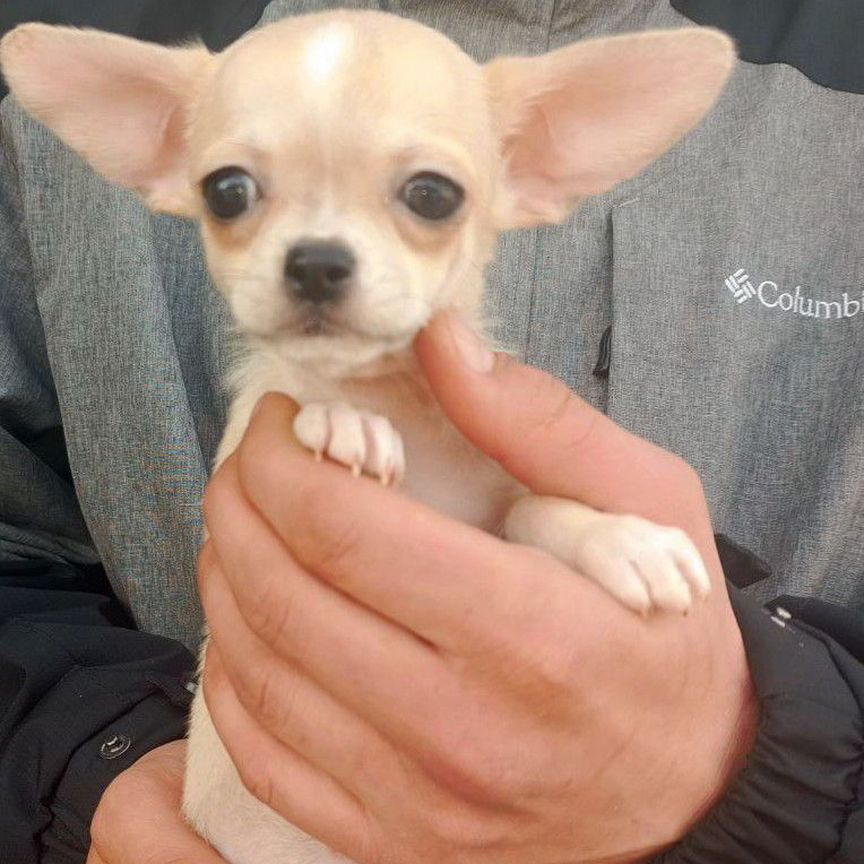 Чихуахуа мини девочка