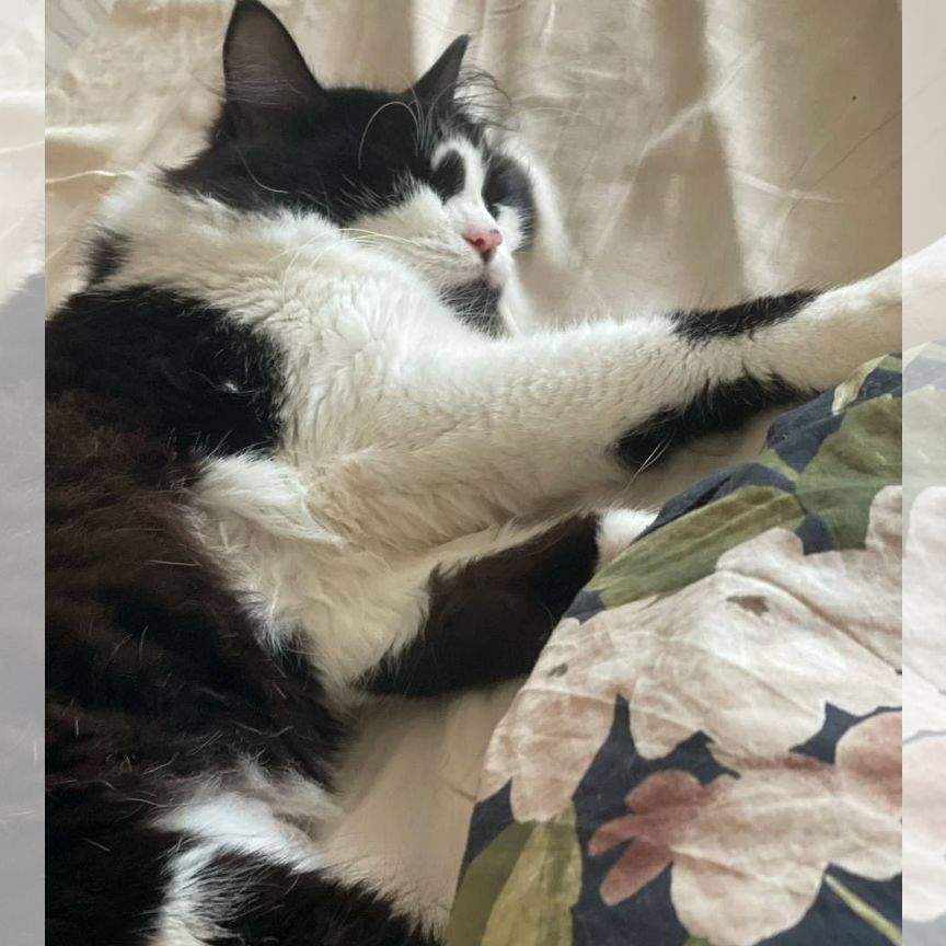 Котик Бетмен и котик Робин