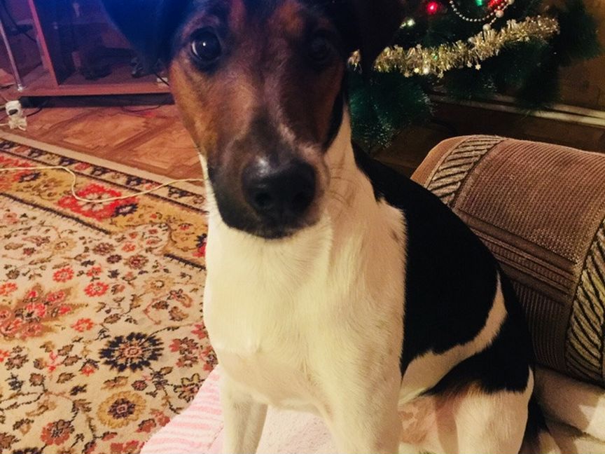 Фокстерьер (вязка)