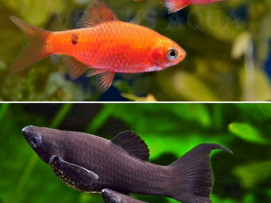 Барбус огненный, моллинезия чëрная
