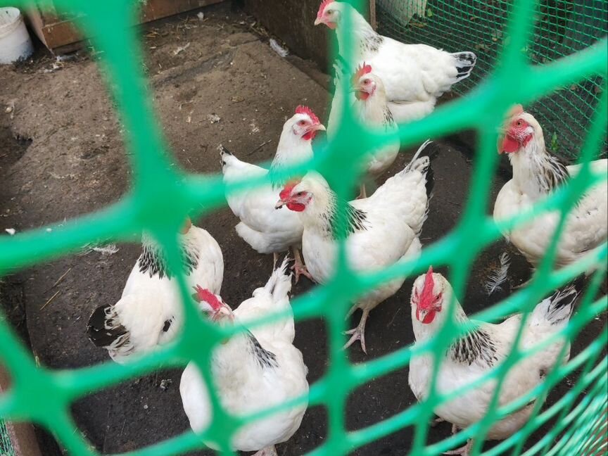 Куры несушки(бронь)