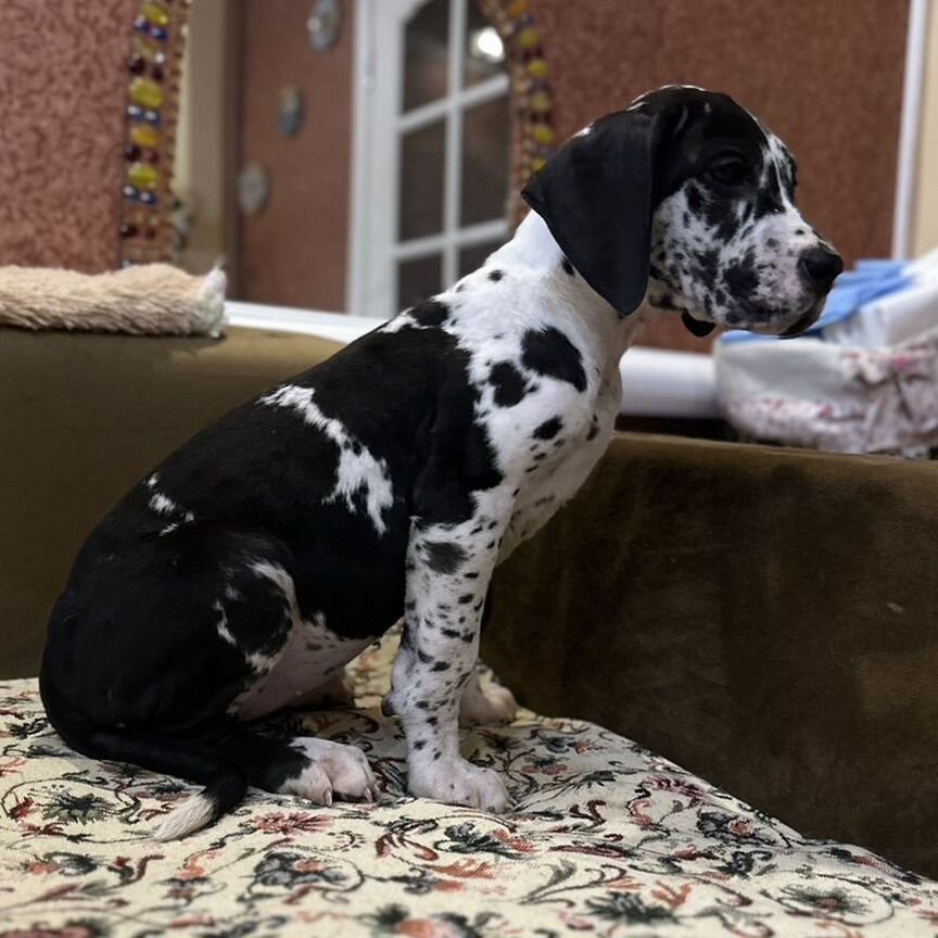 Щенки немецкого дога