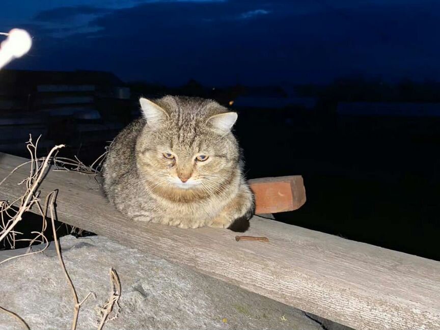 Кота просто выбросили как мусор в пакете