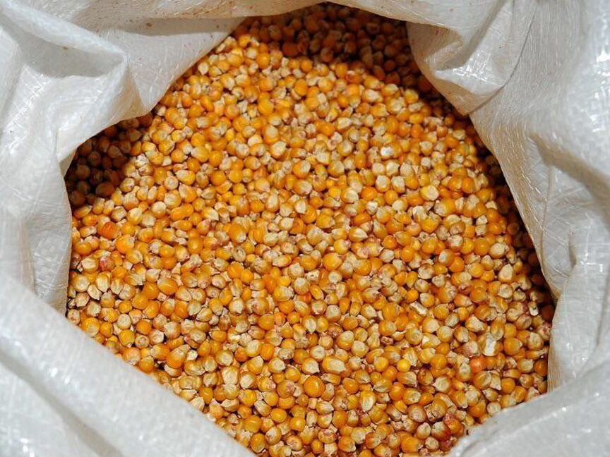 Кукуруза фуражная