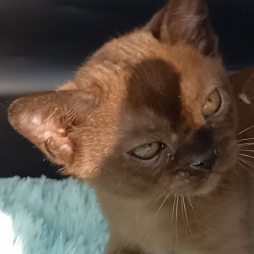 Бурманский малыш