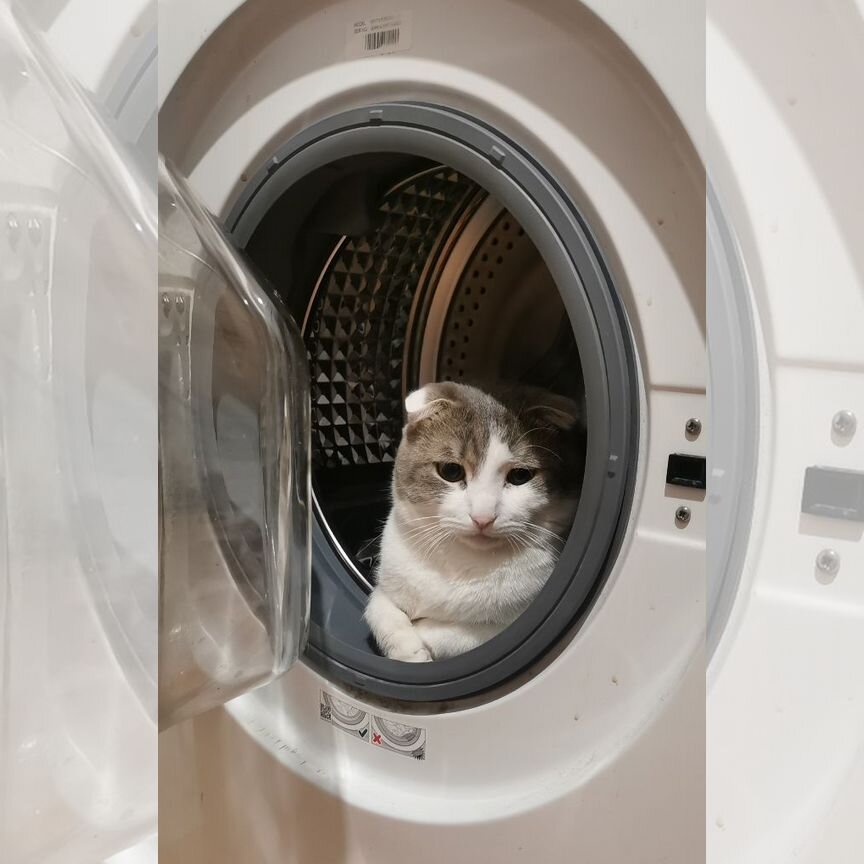 Взрослый кот в добрые руки